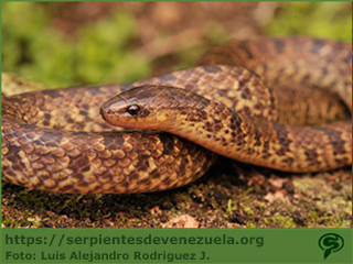 Atractus major – Serpientes de Venezuela