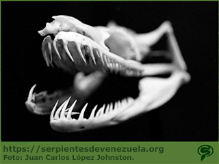 Denticion - Serpientes de Venezuela