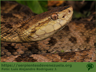 Bothrops colombiensis – Serpientes de Venezuela