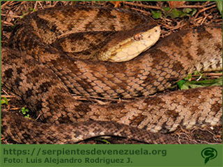 Bothrops colombiensis – Serpientes de Venezuela
