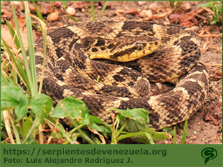 Bothrops isabelae – Serpientes de Venezuela