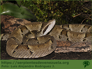 Bothrops venezuelensis – Serpientes de Venezuela