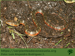Helicops angulatus – Serpientes de Venezuela