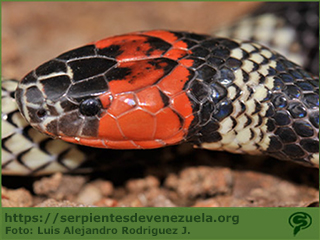 Micrurus isozonus – Serpientes de Venezuela
