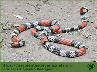 Micrurus isozonus – Serpientes de Venezuela