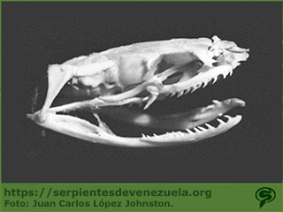 Denticion – Serpientes de Venezuela