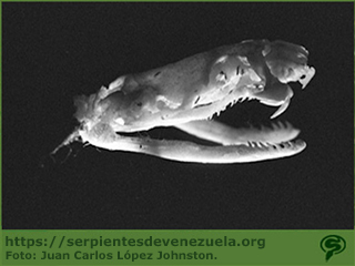 Denticion – Serpientes de Venezuela