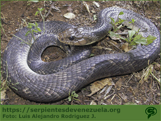 Xenodon severus – Serpientes de Venezuela
